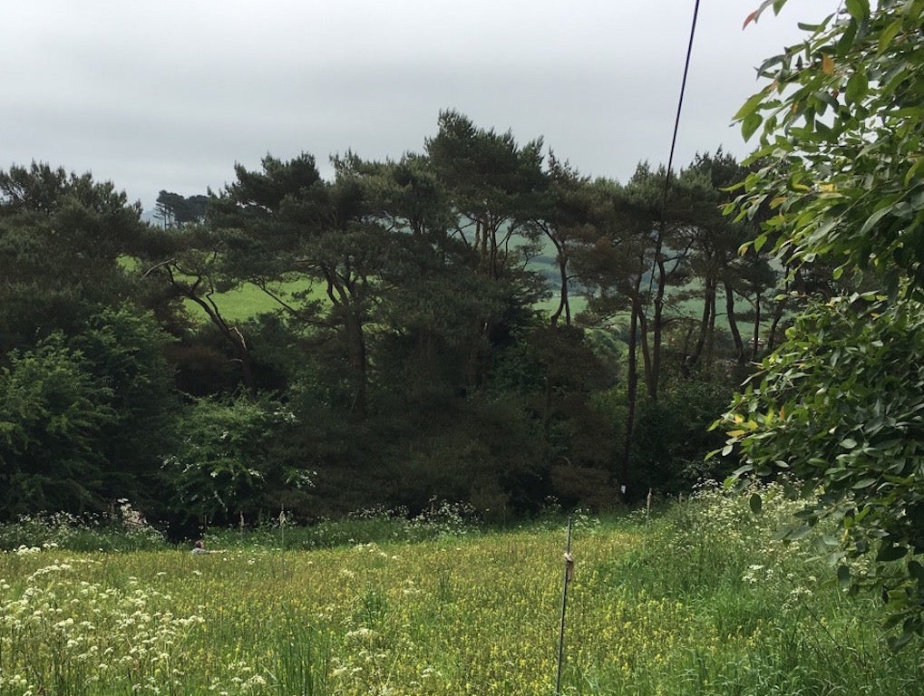 Artist Jessica Albarn's Devon Meadow — London Honey Co.