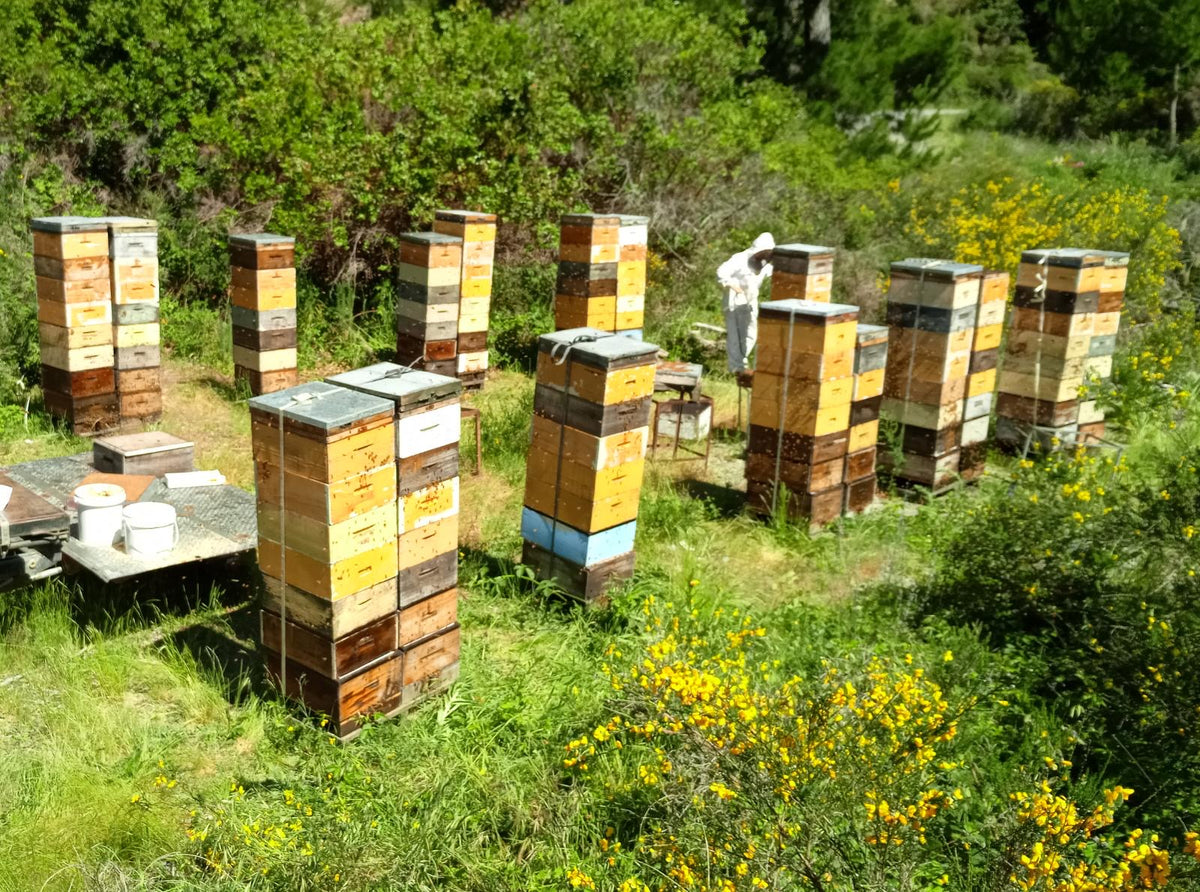 A Winter Beekeeping Season in New Zealand — London Honey Co.